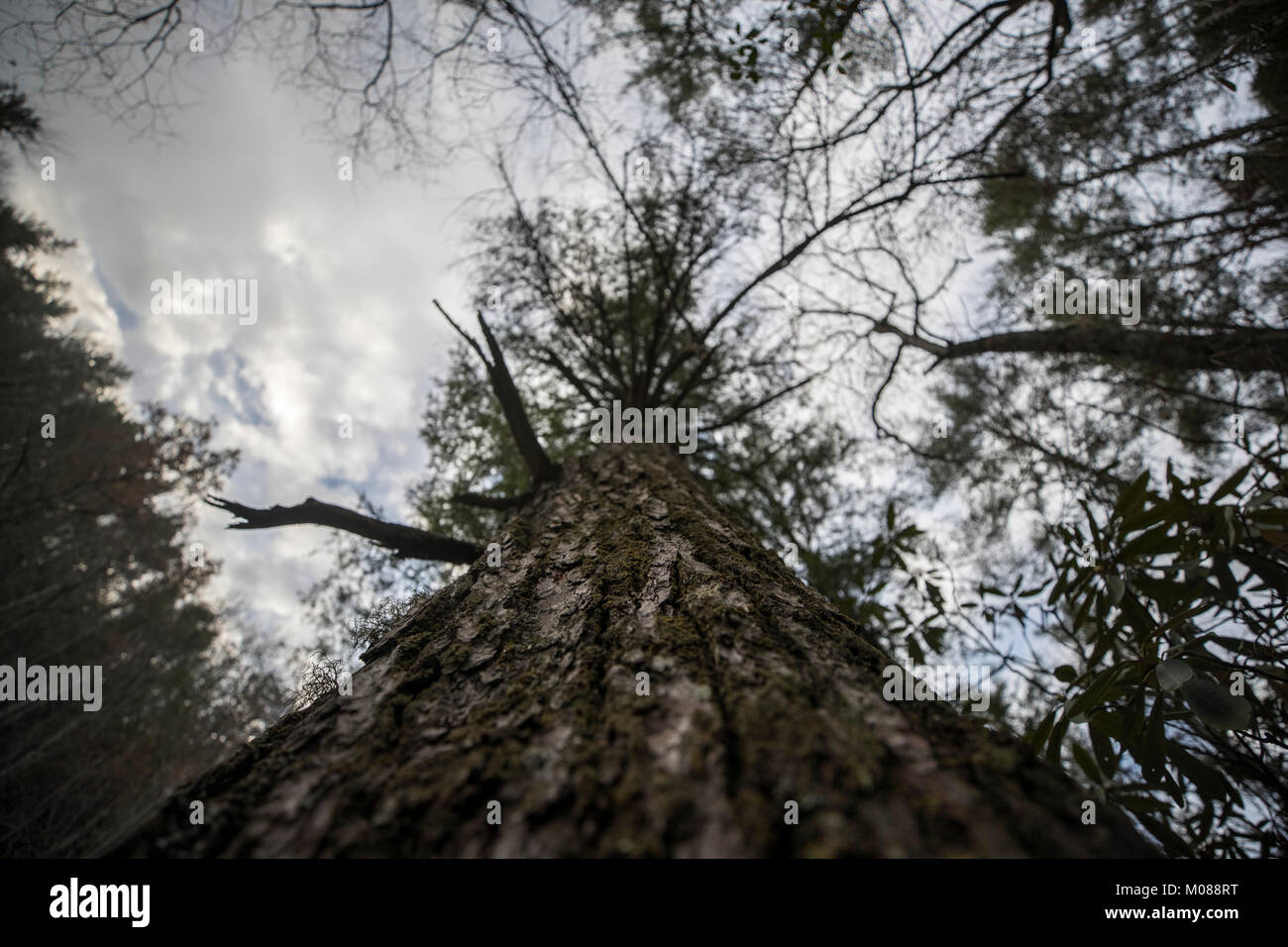 Bottom of a tree hi-res stock photography and images - Alamy