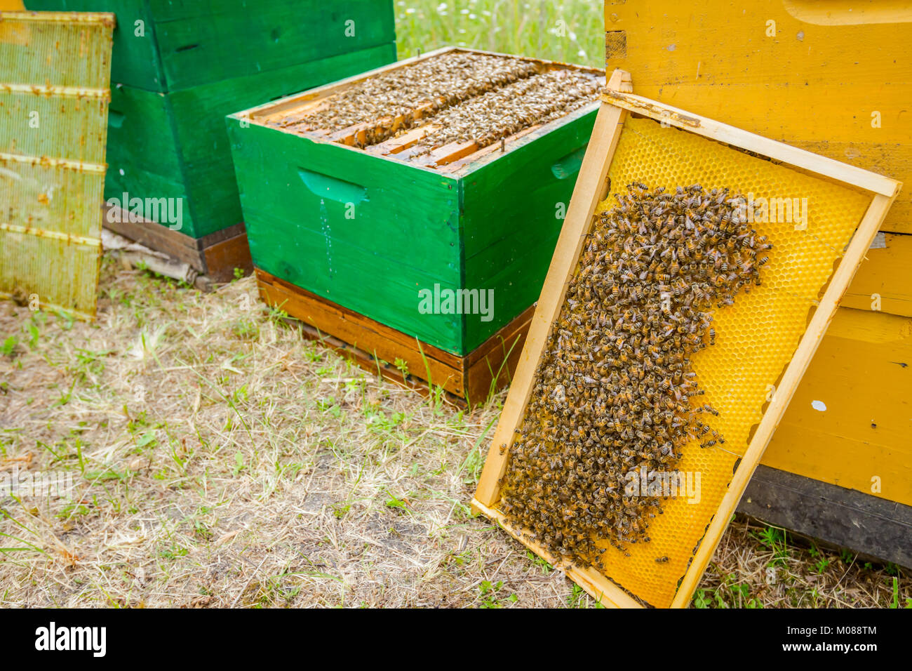 Bees are on honeycomb attached to wooden frame placed next to the open ...