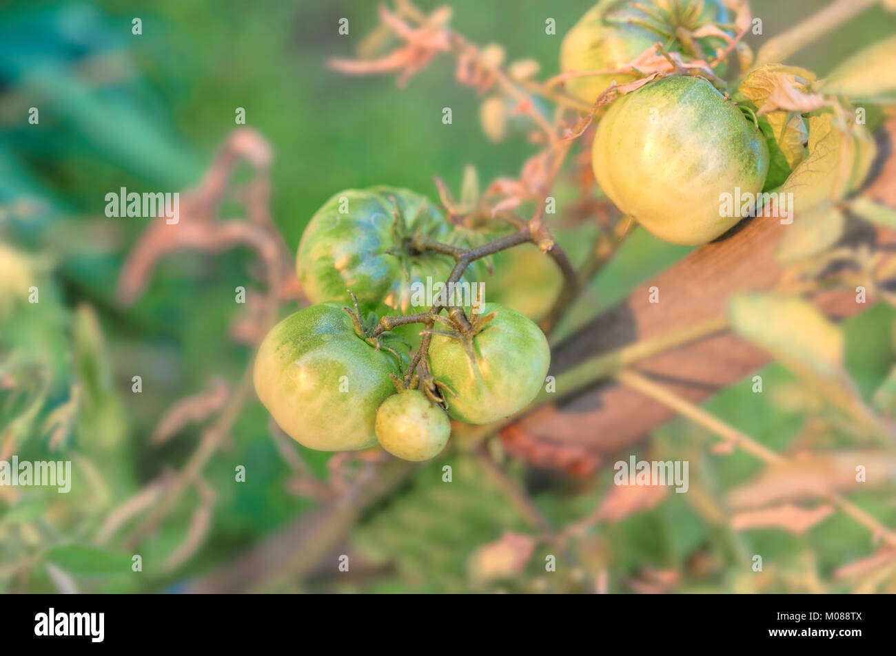 Green tomatoes, Agriculture concept with yellow sun Stock Photo - Alamy