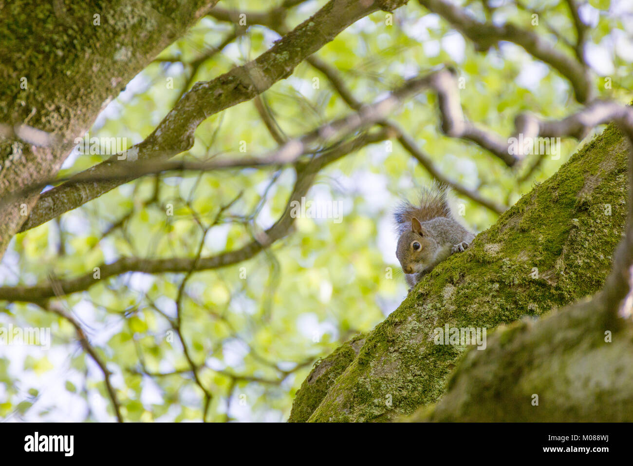 Squirrel looking down from tree hi-res stock photography and images - Alamy