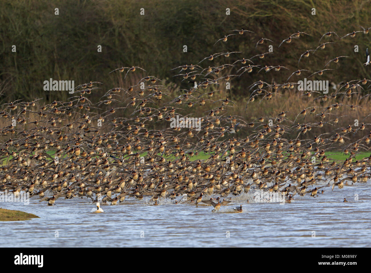Wigeon taking off uk hi-res stock photography and images - Alamy