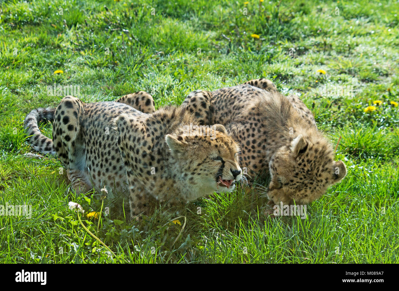 Cheetahs, Acinonyx Jubatus, Africa, Captive Stock Photo - Alamy