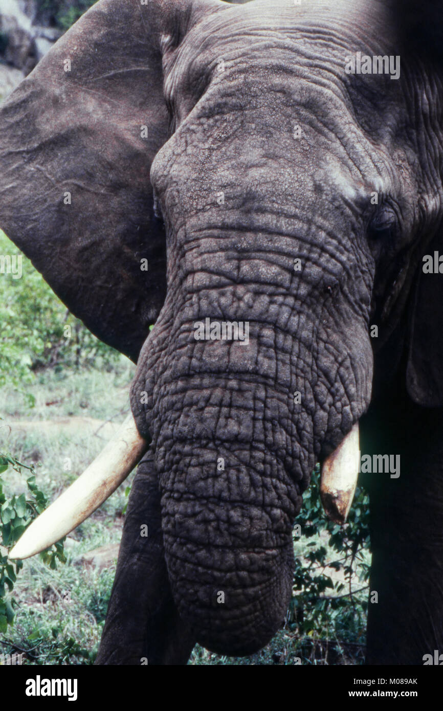 elephant (Loxodonta africana) in kruger national park Stock Photo - Alamy