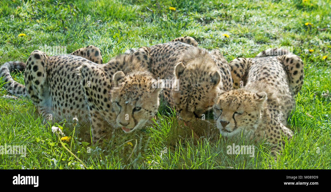 Cheetahs, Acinonyx Jubatus, Africa, Captive Stock Photo - Alamy