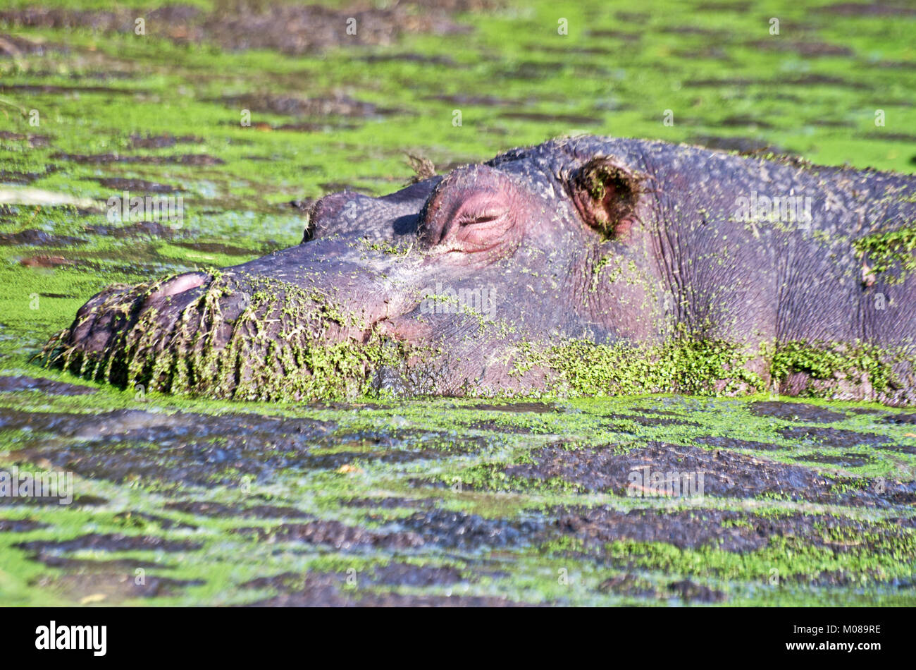Hippopotamus, Hippopotamus Amphibius, Africa, Captive Stock Photo - Alamy