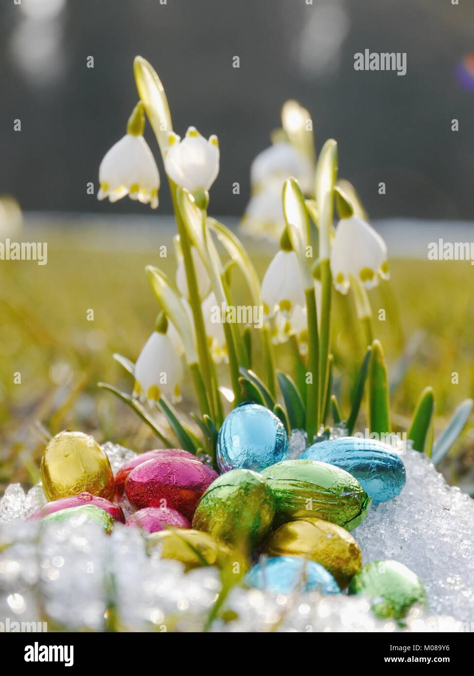 some snowdrops chocolate eggs snow Stock Photo - Alamy