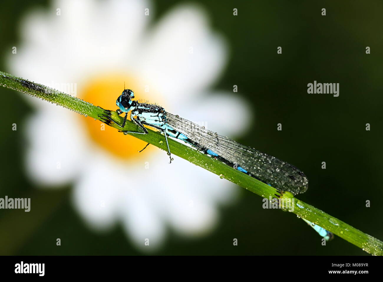Variable Damselfly High Resolution Stock Photography and Images - Alamy