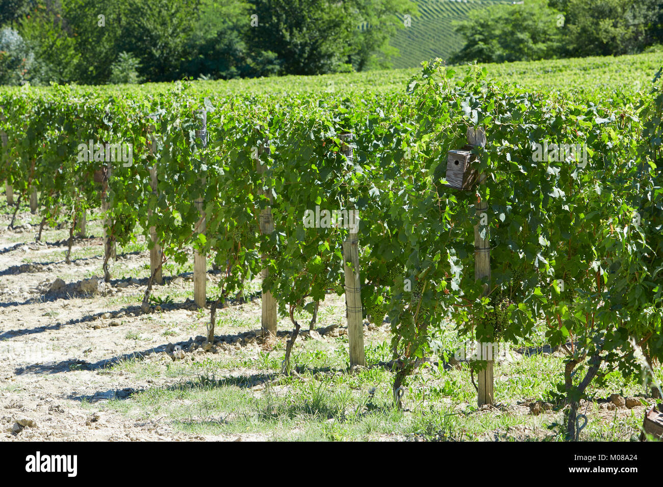 Bird in the vineyards hi-res stock photography and images - Alamy