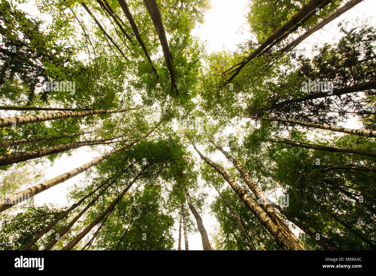 Bottom view of forest trees against the sky Stock Photo - Alamy