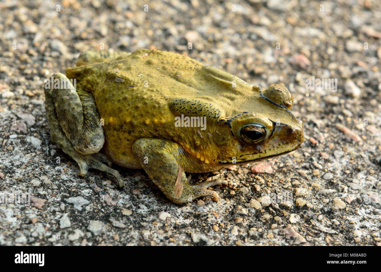 Asian toad (Duttaphryns melanostictus) is widely distributed in South ...