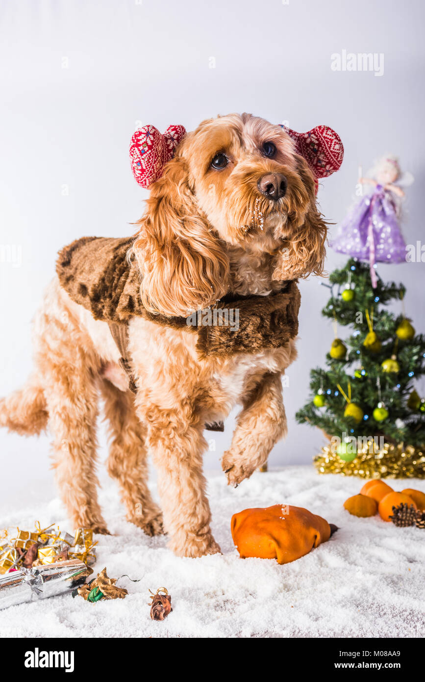 Cute dog in Christmas scene Stock Photo - Alamy