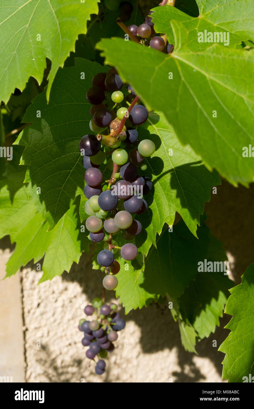 Grapes growing in a garden in Lechlade in the Cotswolds ...