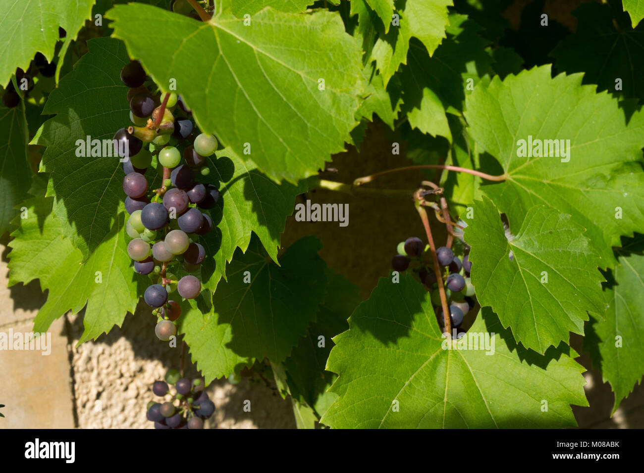 Grapes growing in a garden in Lechlade in the Cotswolds ...