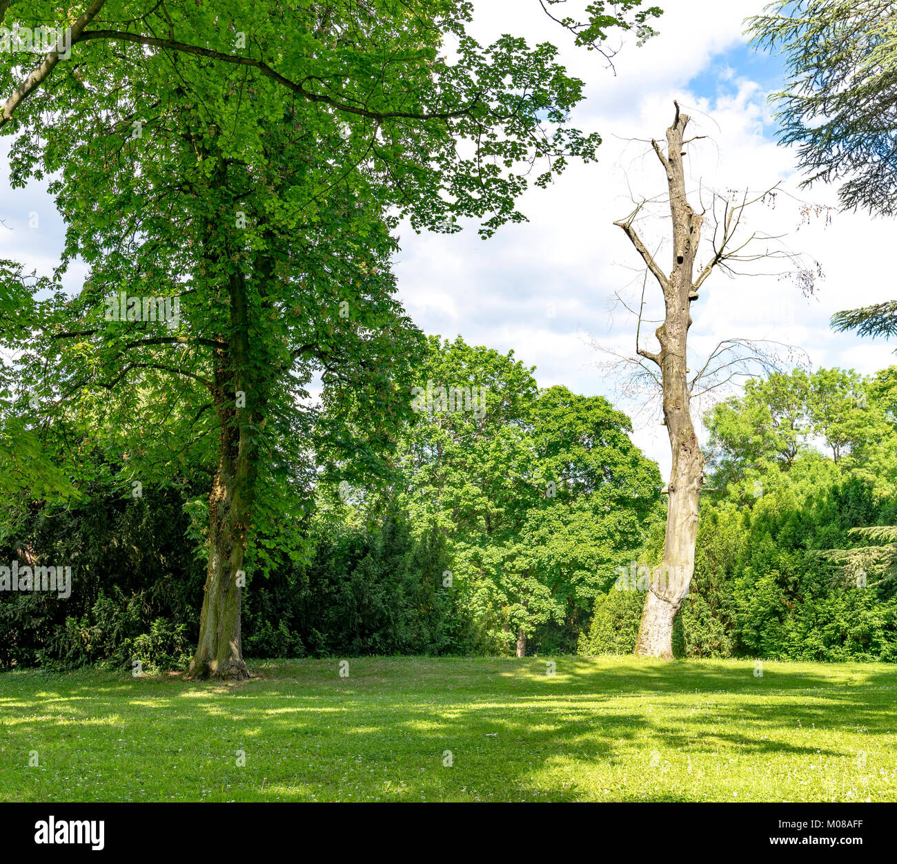 Dead and living tree next to each other Stock Photo - Alamy