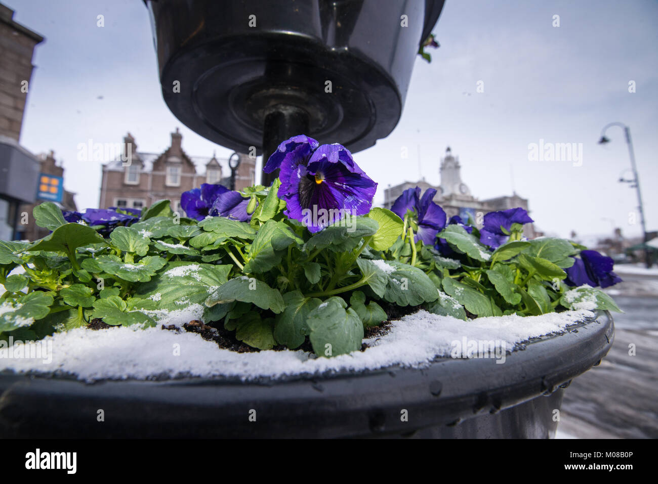Inverurie Winter Floral Displays in snow Stock Photo - Alamy