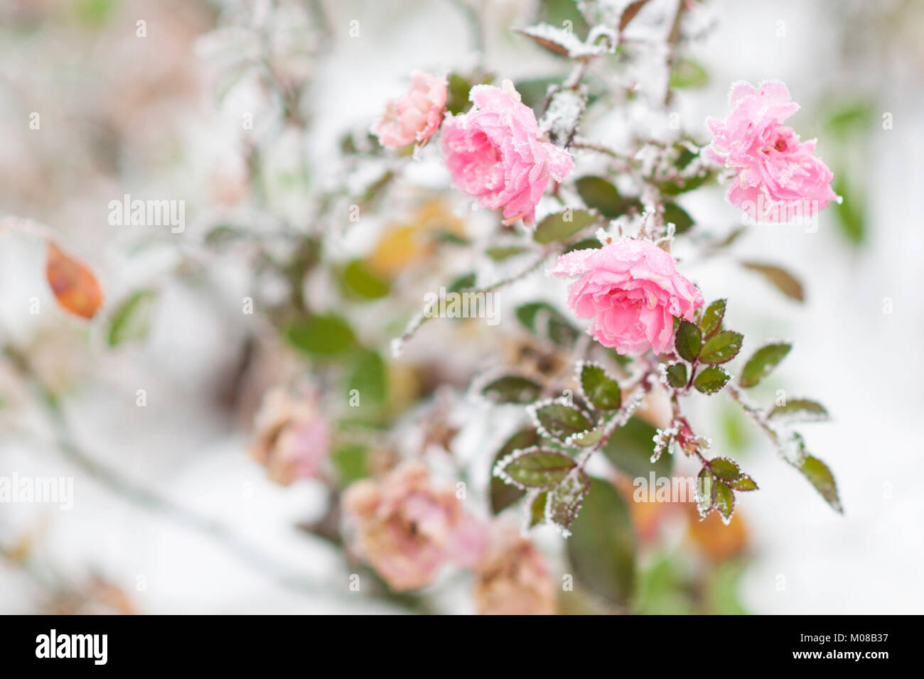 Flowering pink roses under the snow, vintage, pastel colors Stock Photo ...
