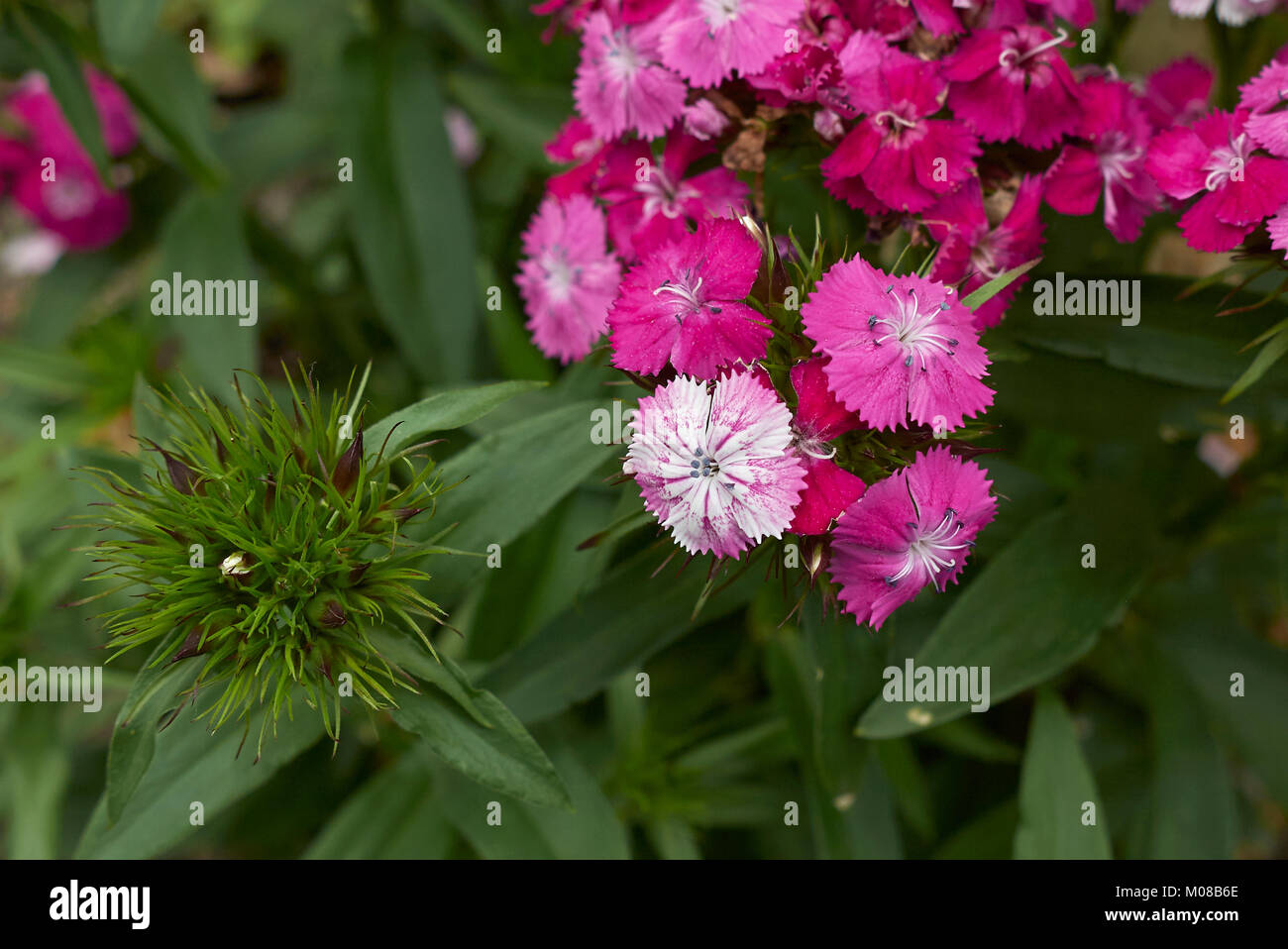 Flowerbed dianthus barbatus close hi-res stock photography and images ...