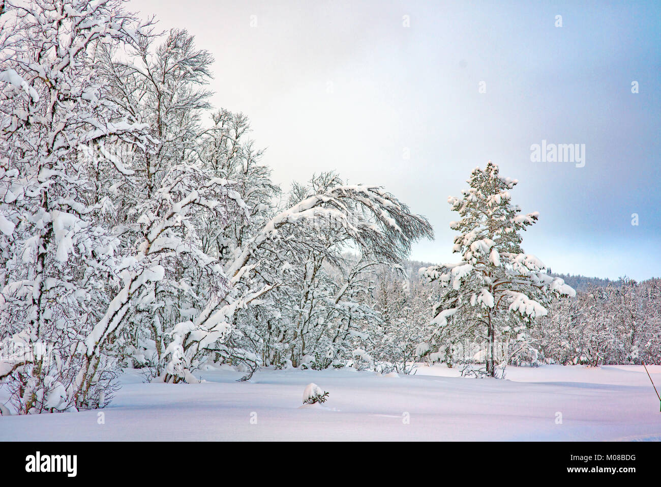 Picture from telemark, norway, winter landscape in rauland Stock Photo ...