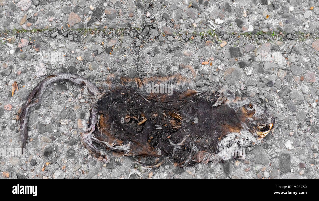 Cadaveric decomposition hi-res stock photography and images - Alamy