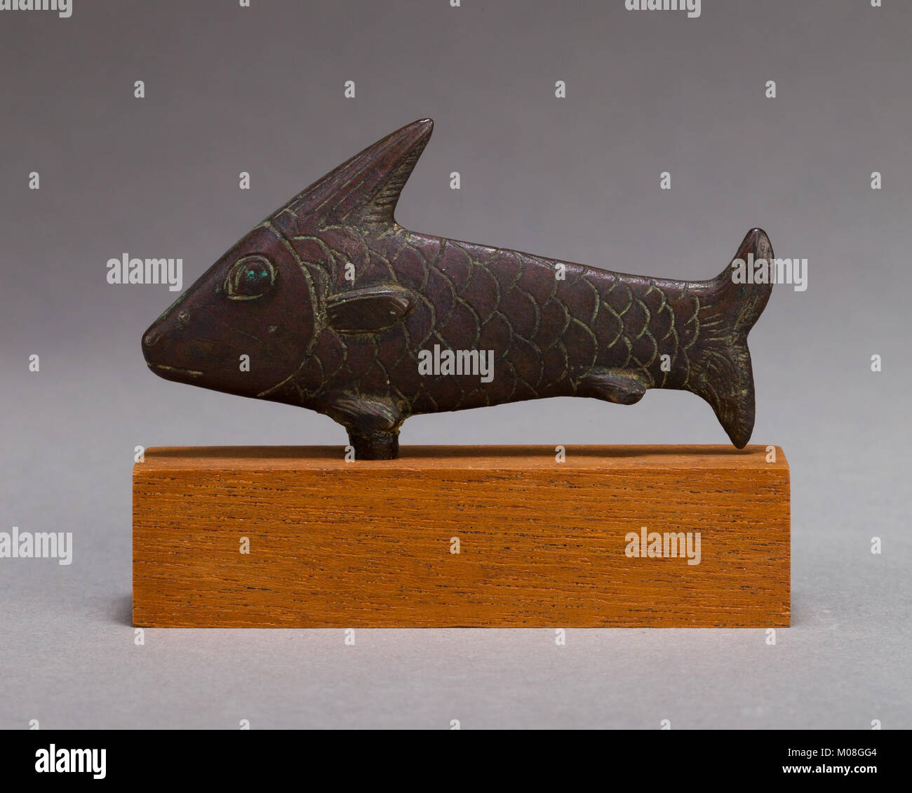 This fossilized Lepidotus fish (MET 10.130.1347 EGDP014646) dates back ...
