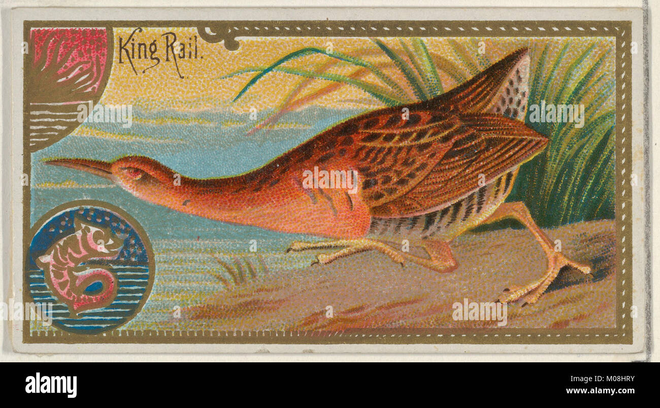 King rail bird hi-res stock photography and images - Alamy