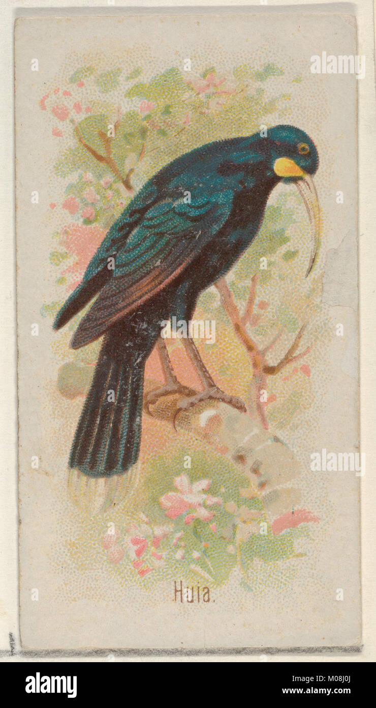 This illustration depicts the Huia bird, an extinct species ...