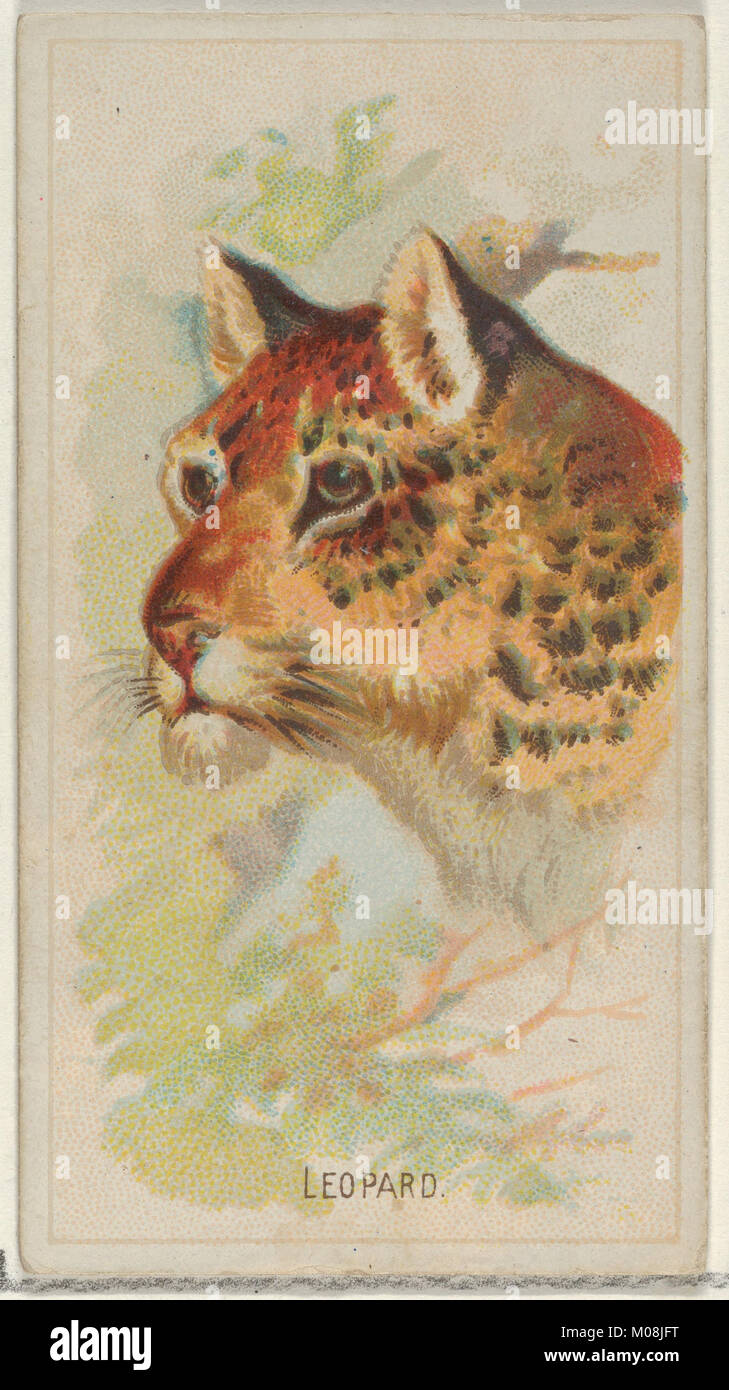 This image of a leopard is from the 'Wild Animals of the World' series ...