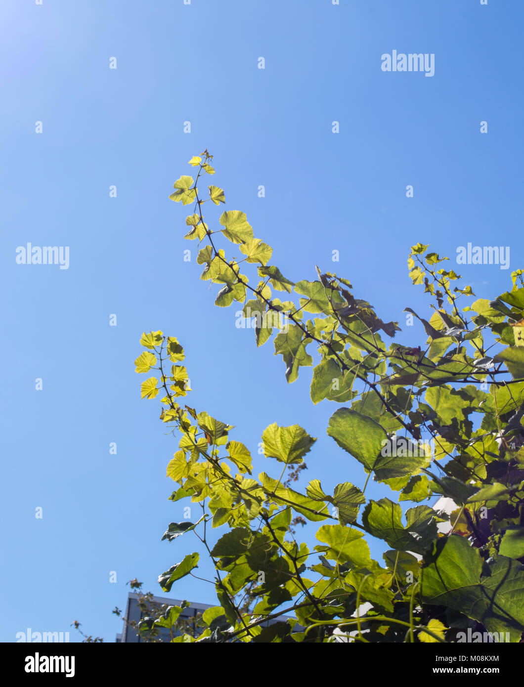 Grape vine and branches hi-res stock photography and images - Alamy