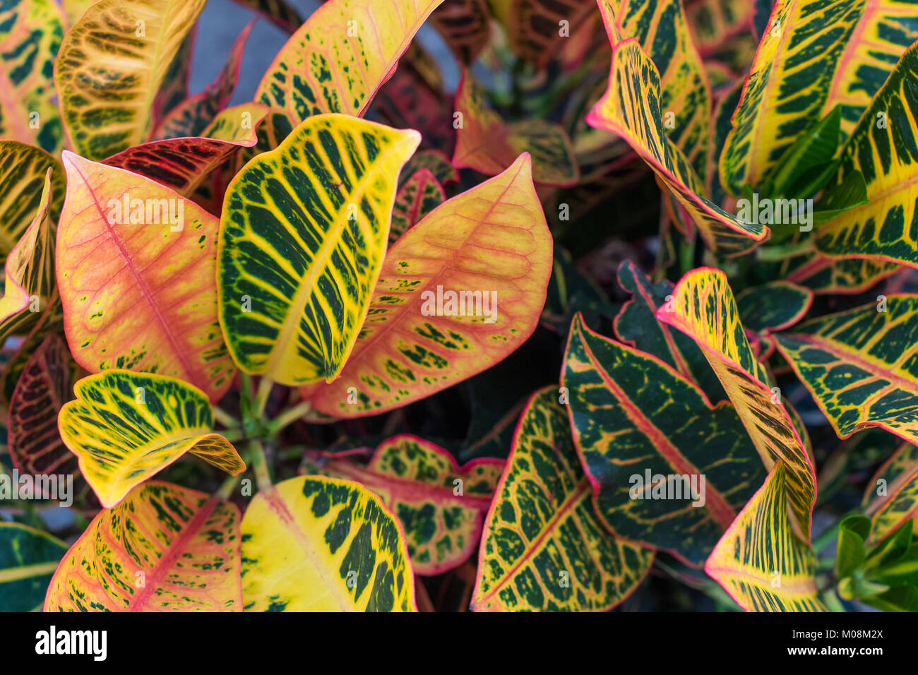 Croton (Codiaeum variegatum) plants with colorful leaves in tropical ...