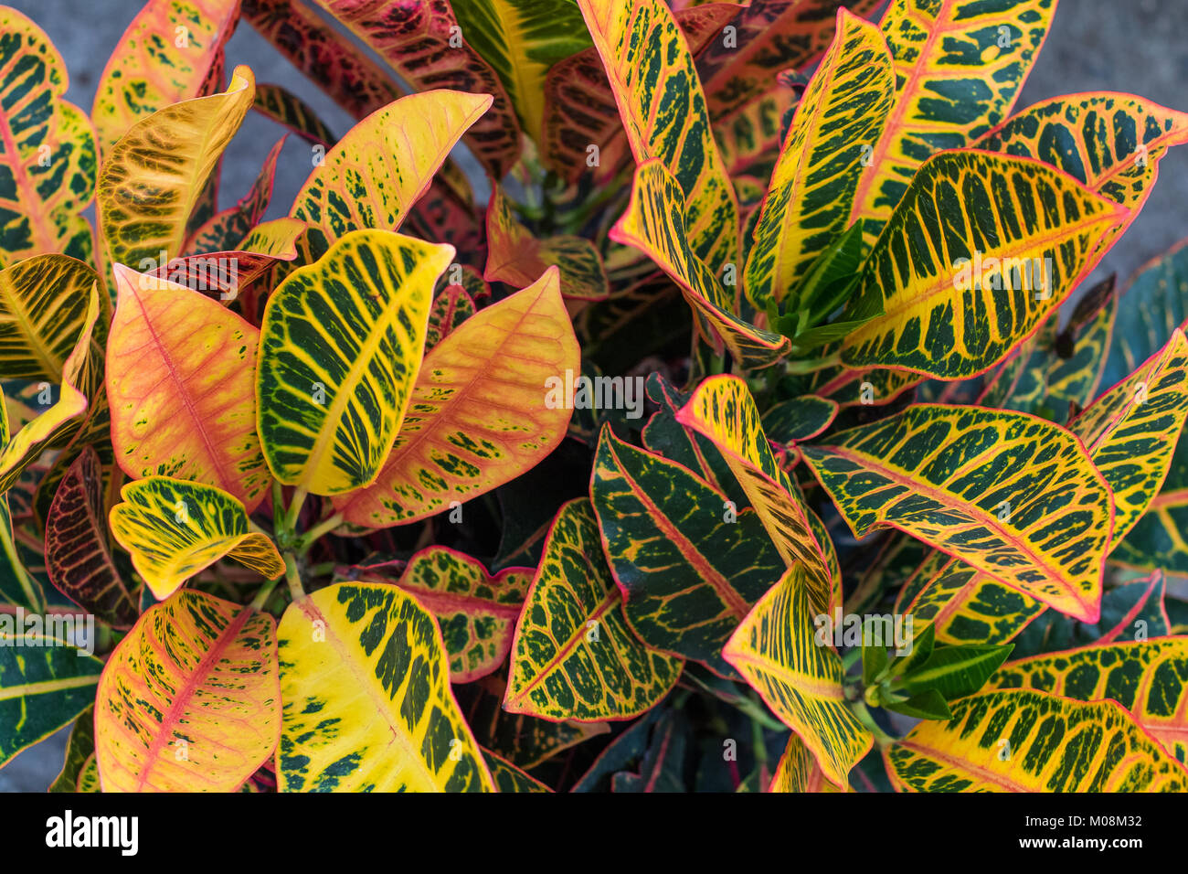 Croton (Codiaeum variegatum) plants with colorful leaves in tropical ...