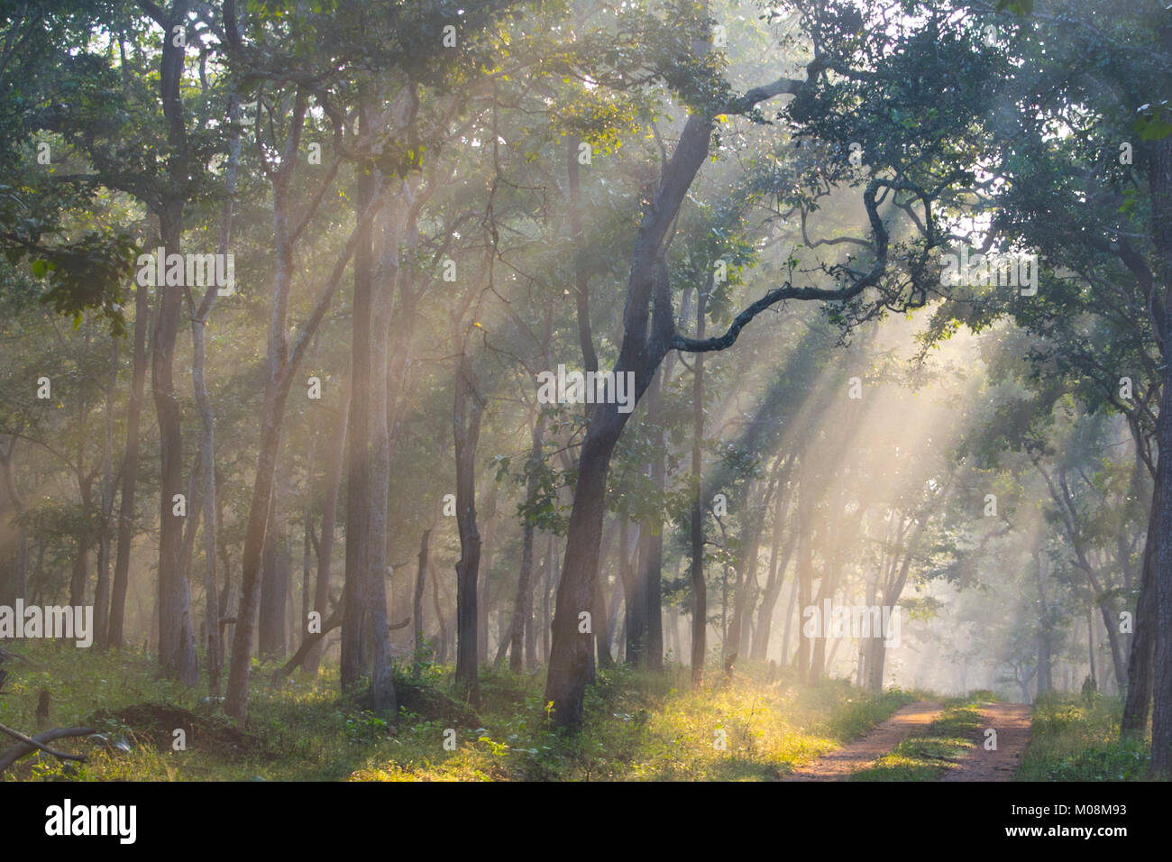 Indian forestry hi-res stock photography and images - Alamy