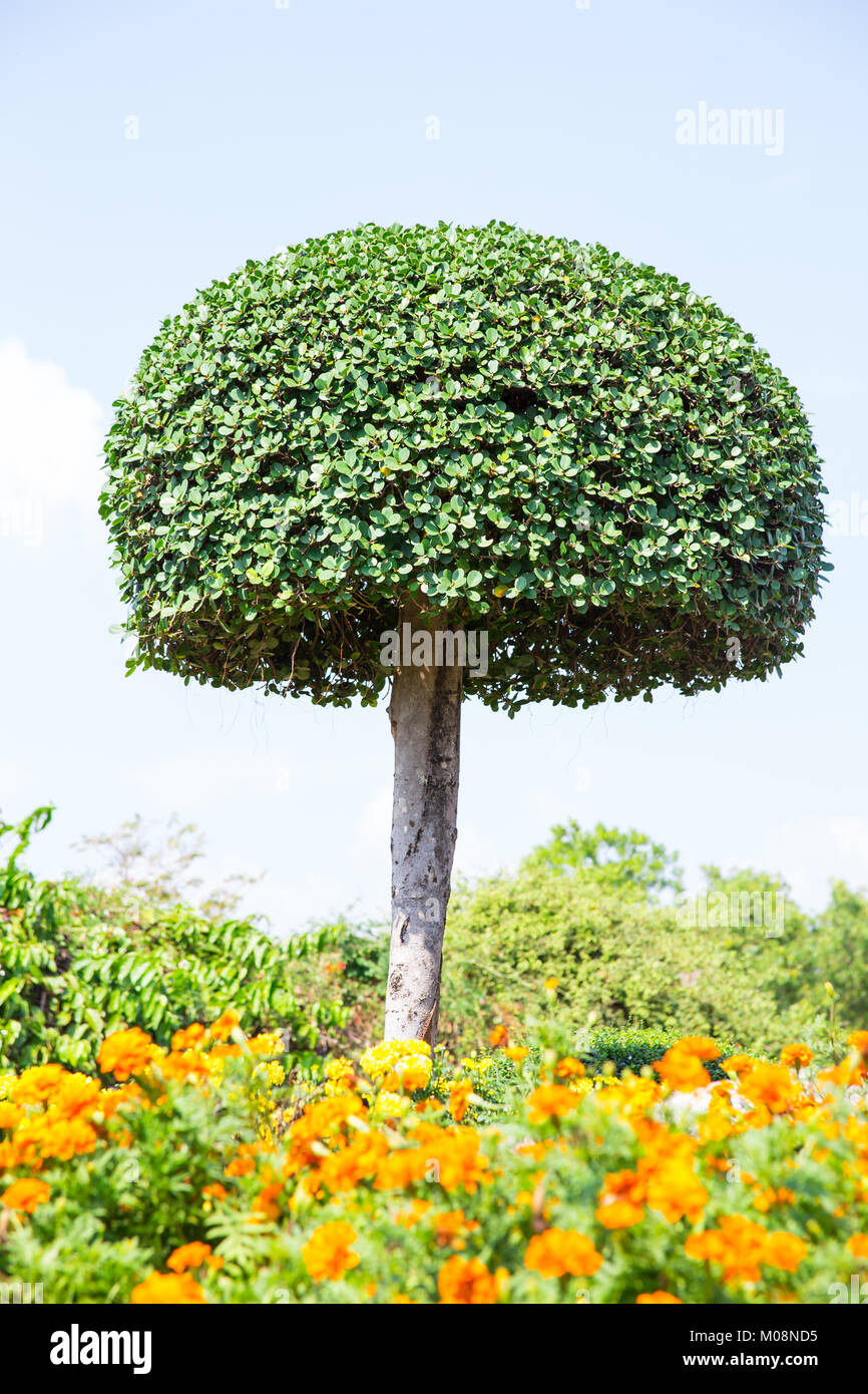 green tree in garden nature sky background Stock Photo - Alamy