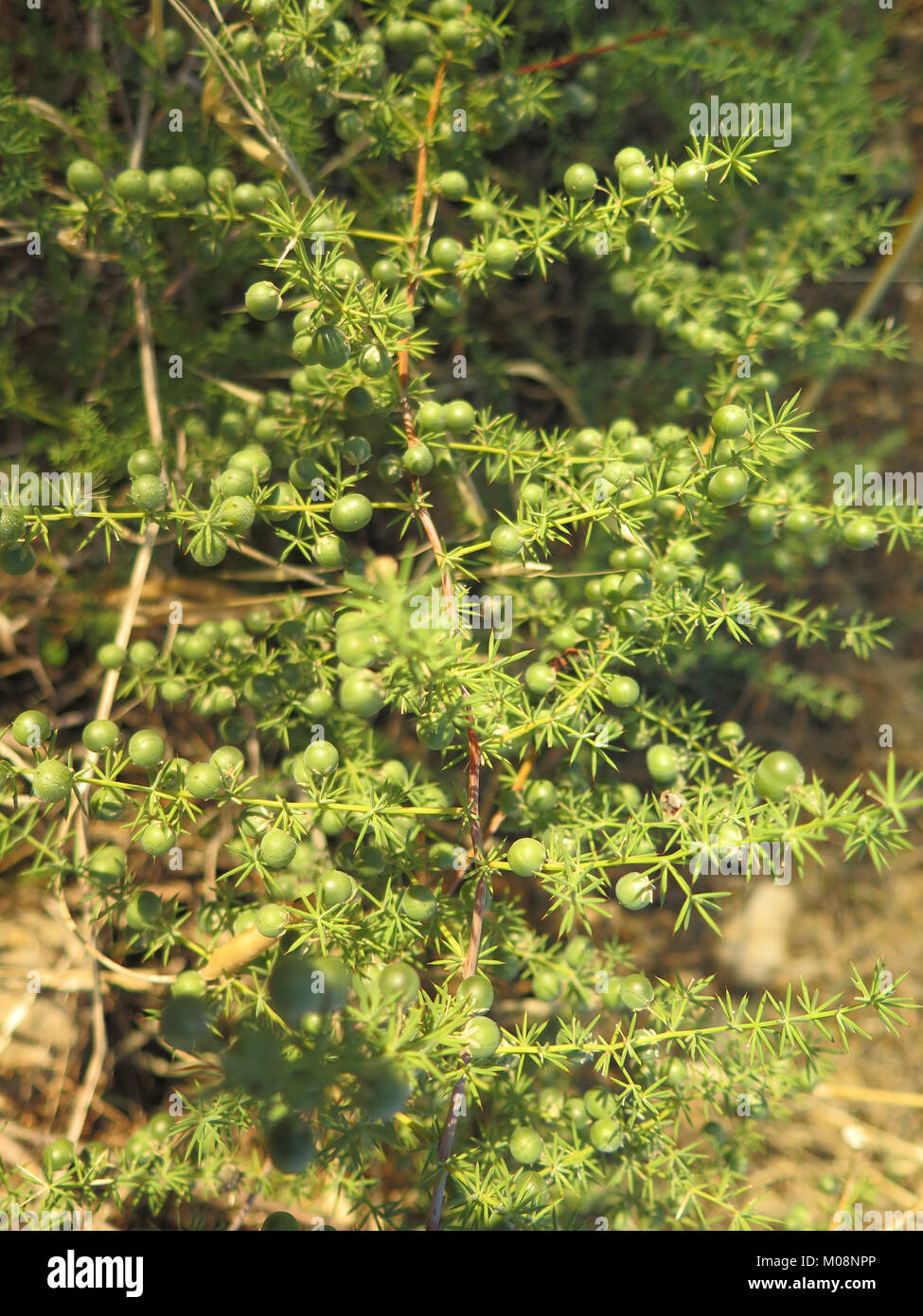 Wild aparagus plant growing on rural path in Andalusia Stock Photo - Alamy