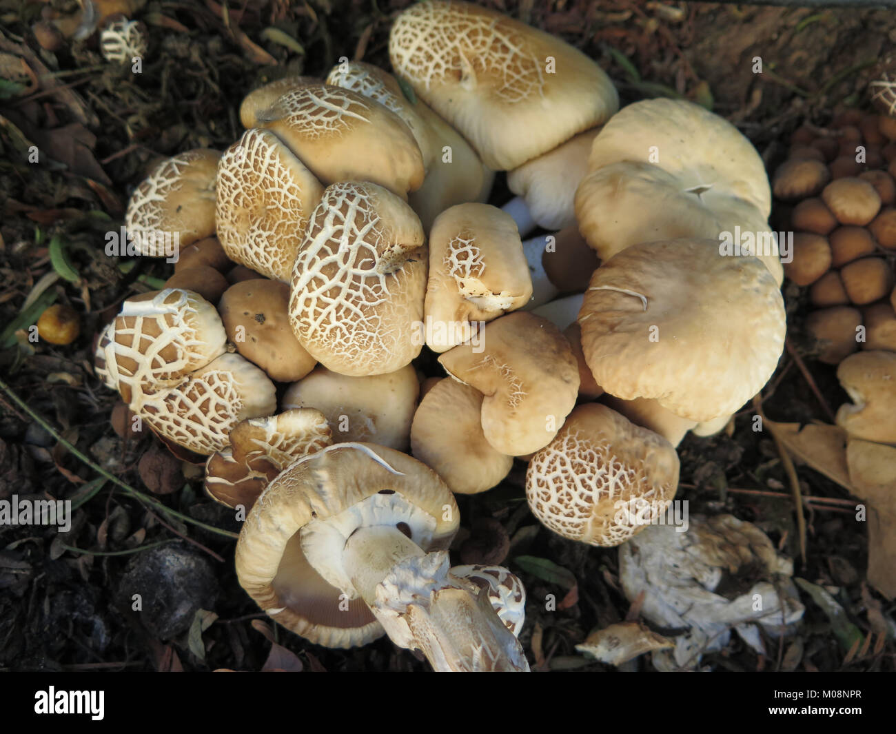 Large clump of Puffball mushrooms at base of tree in Andalusian village ...