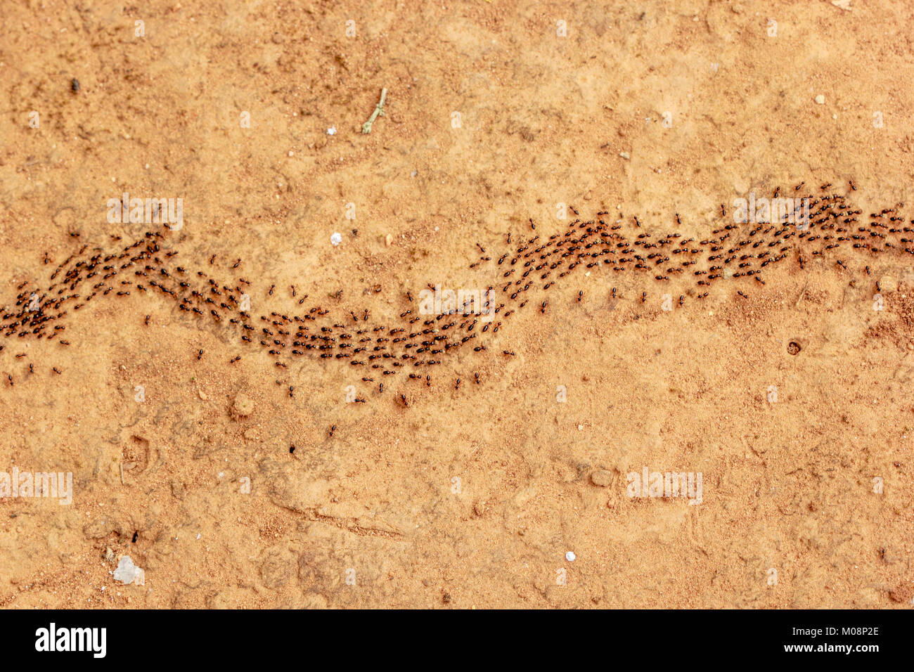 Ants are moving in line Stock Photo - Alamy