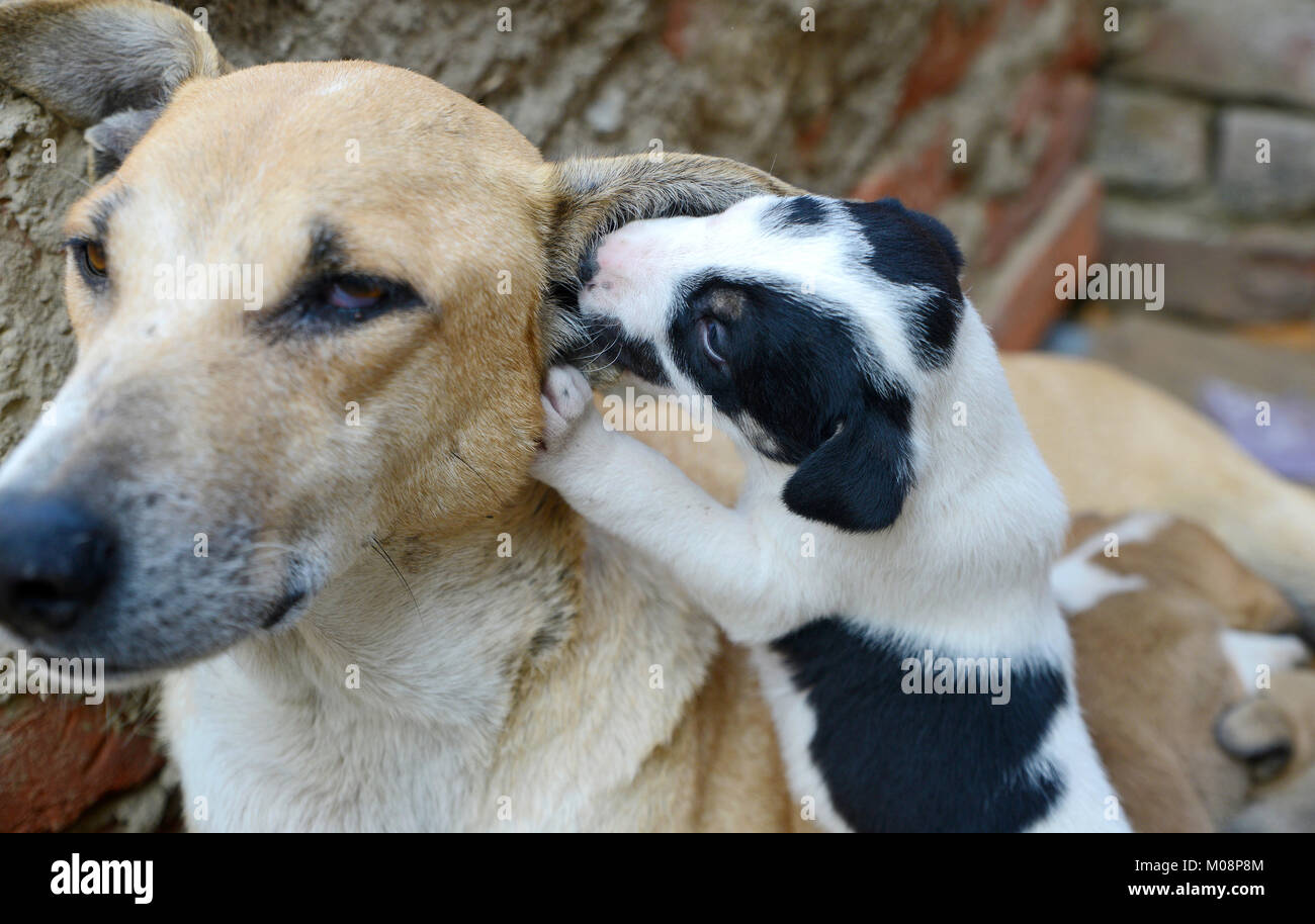 Cute puppy with mother Stock Photo - Alamy