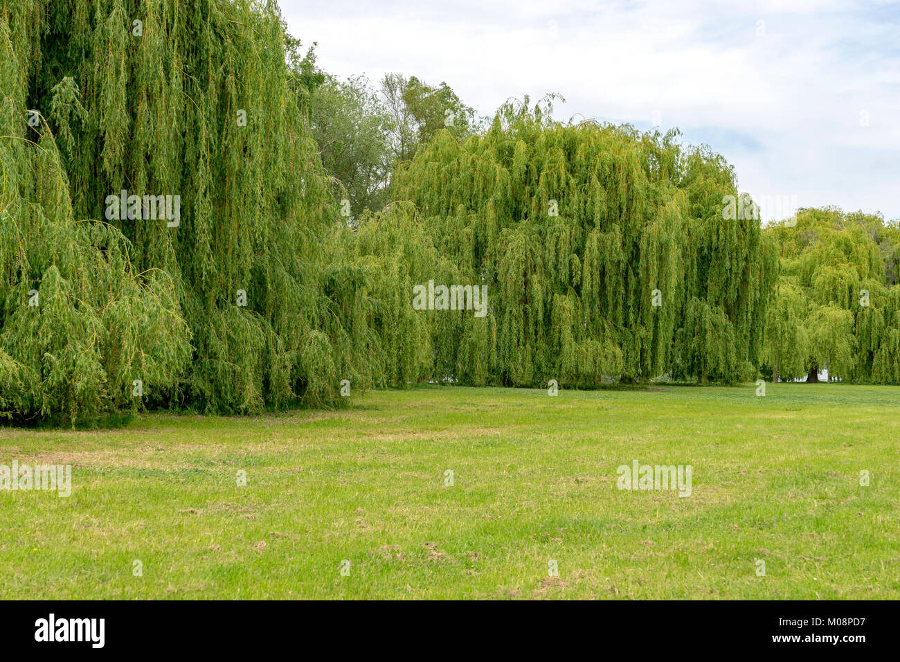 On the Rhine in Germany with a large wall of silver willow trees Stock ...