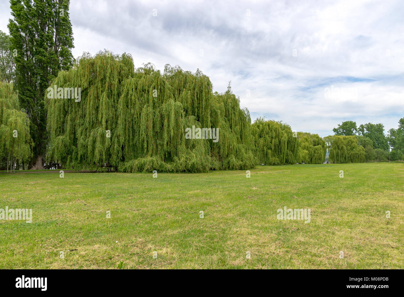 On the Rhine in Germany with a large wall of silver willow trees Stock ...