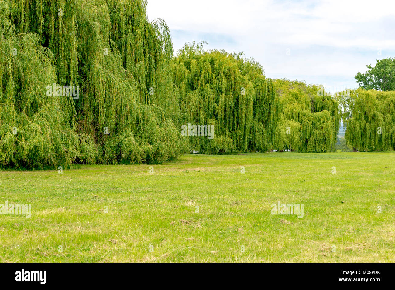 Silver willow hi-res stock photography and images - Alamy