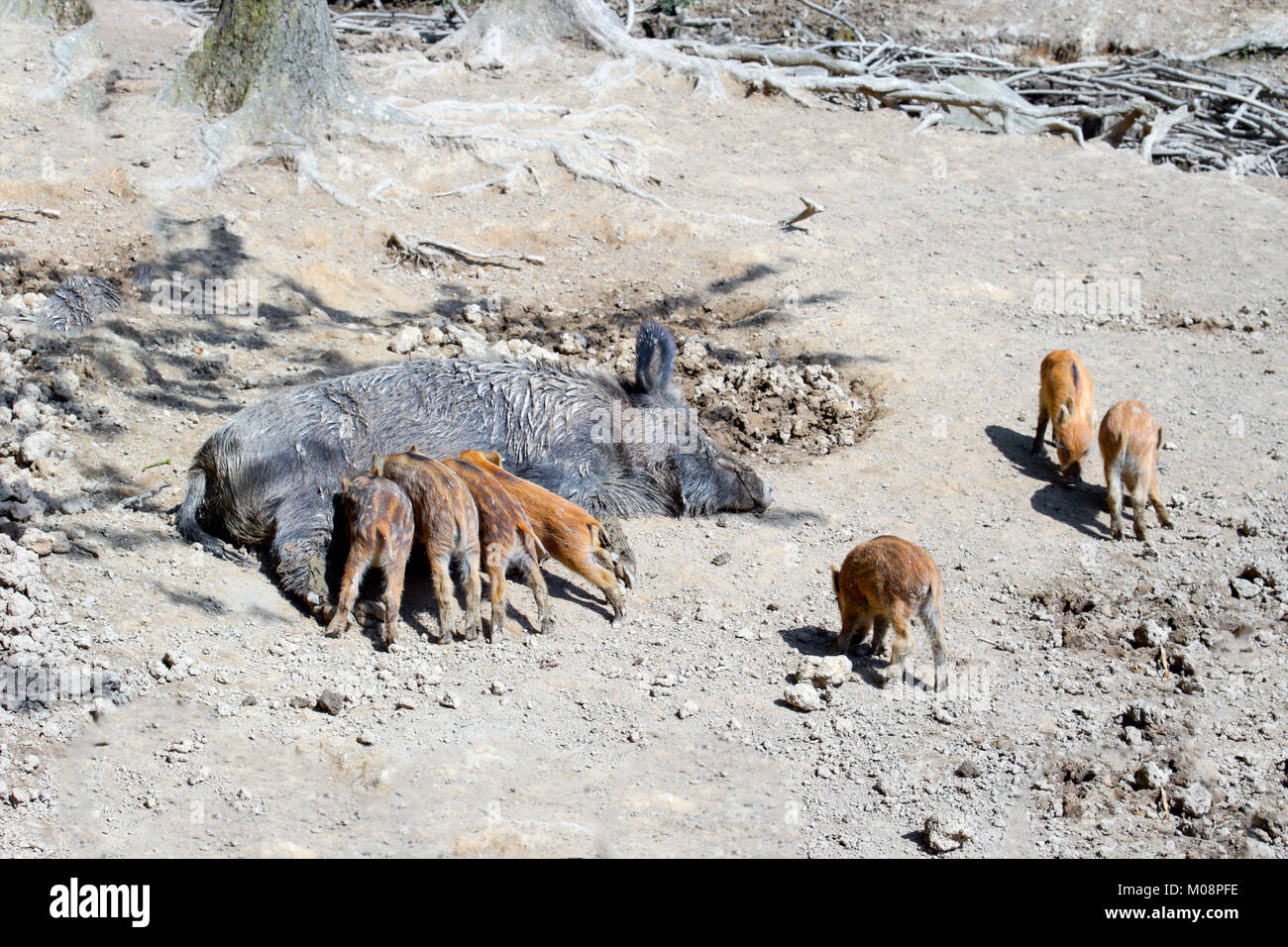 Wild boar sucks their young offspring, piglet's, sow Stock Photo - Alamy