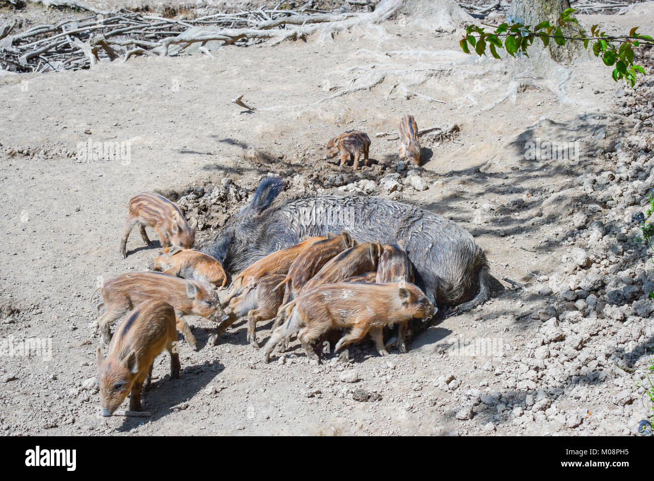 Wild boar sucks their young offspring, piglet's, sow Stock Photo - Alamy