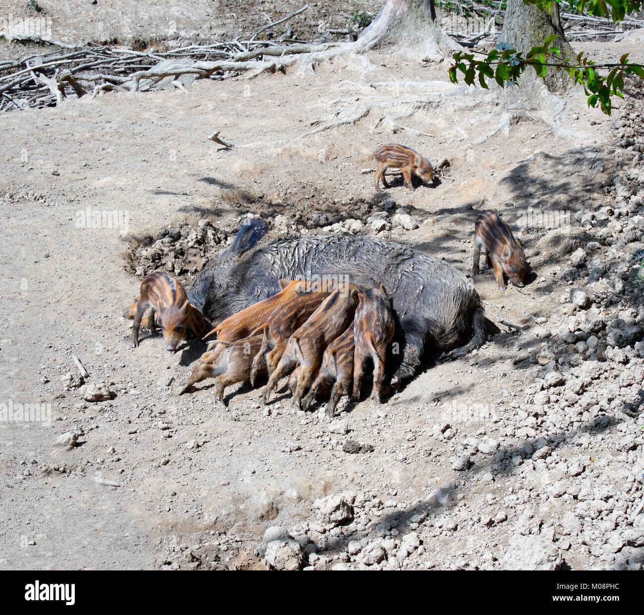 Wild boar sucks their young offspring, piglet's, sow Stock Photo - Alamy