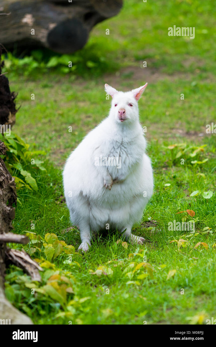Albino kangaroo. white kangaroo Stock Photo - Alamy