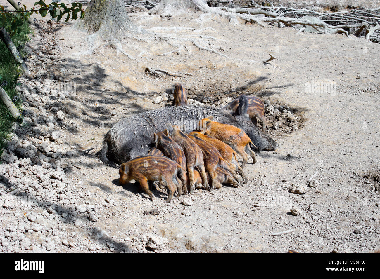 Wild boar sucks their young offspring, piglet's, sow Stock Photo - Alamy