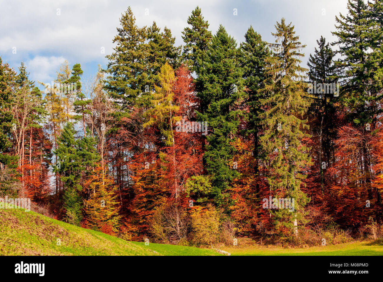 Beautiful autumn forest. forest landscape Stock Photo - Alamy