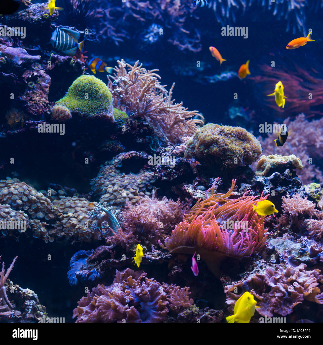 Underwater scene. Coral reef, colorful fish groups Stock Photo - Alamy