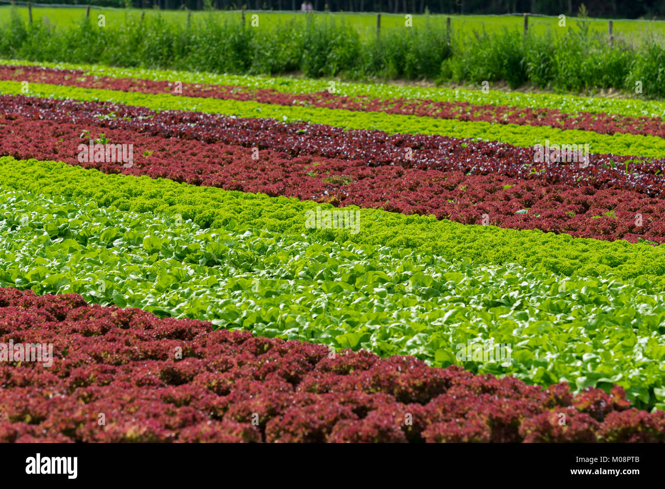 vegetable cultivation farm. cultivation of green salad Stock Photo - Alamy