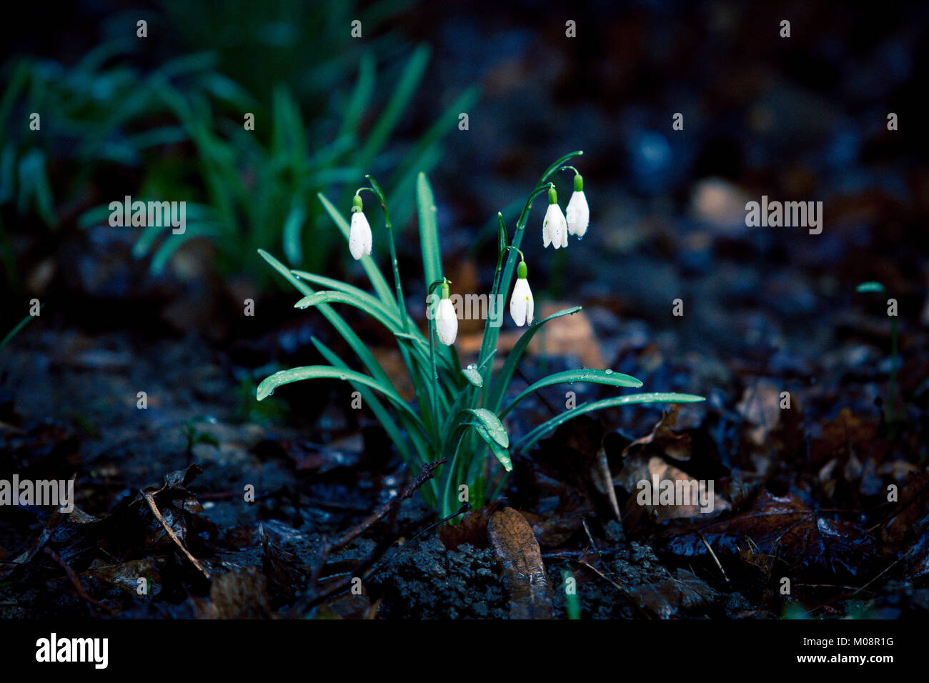 Unusual snowdrop hi-res stock photography and images - Alamy