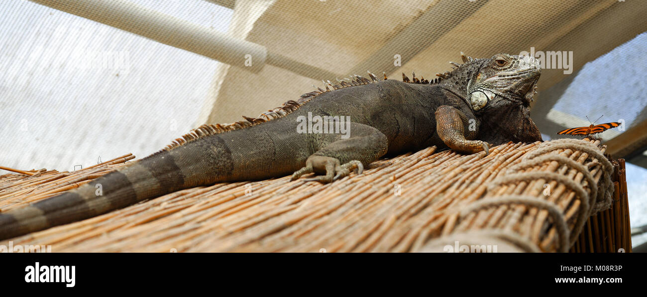 Butterfly hut hi-res stock photography and images - Alamy