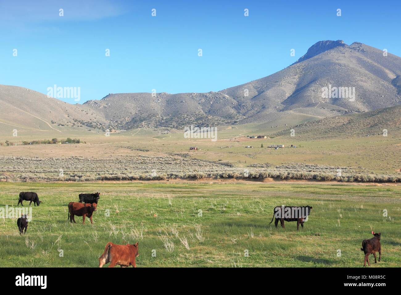 California, United States - cattle ranch with Scodie Mountains in the ...